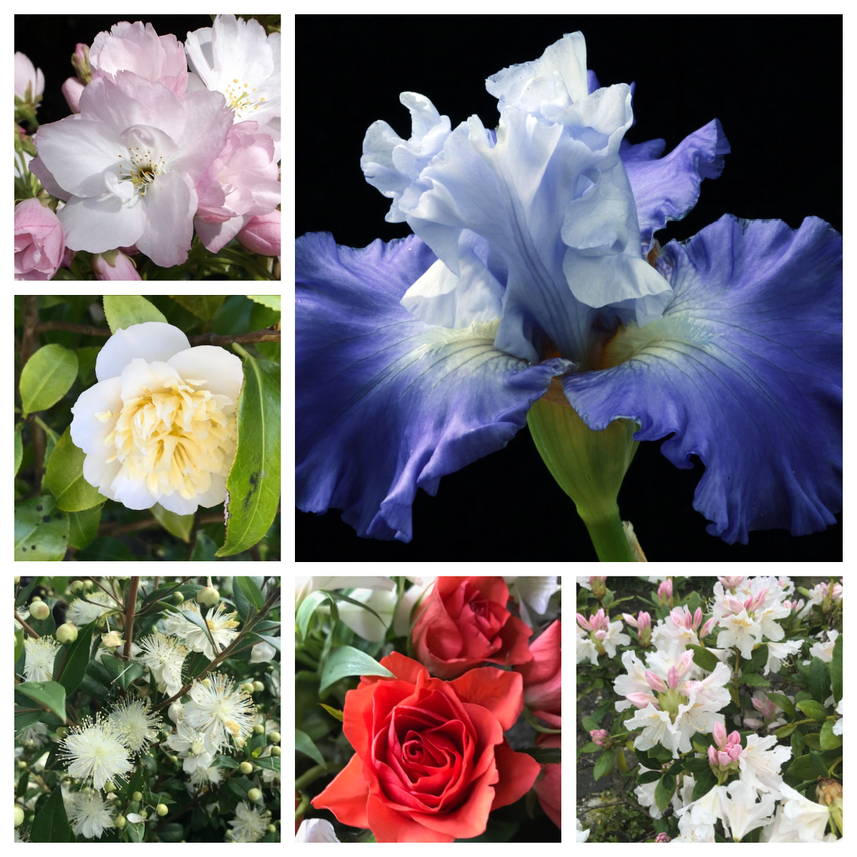 #Friday Flowers… | Jaye Marie and Anita Dawes